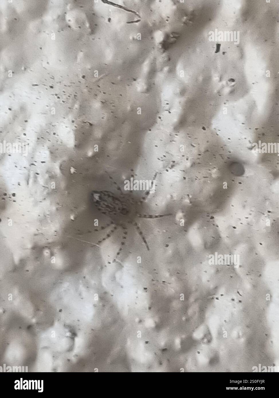 Wall Spiders (Oecobius Stock Photo - Alamy