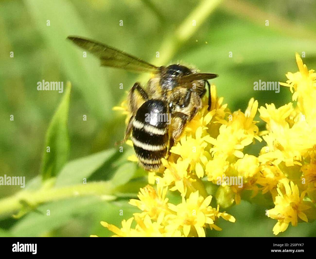 Cloudy-winged Mining Bee (Andrena nubecula Stock Photo - Alamy