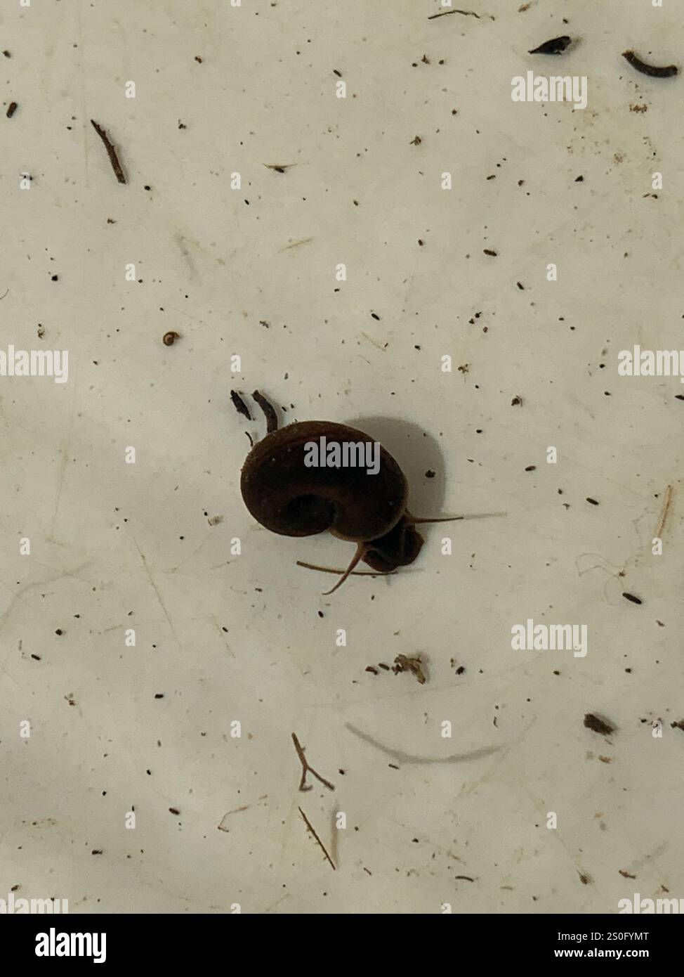 Great Ram's-horn (Planorbarius corneus Stock Photo - Alamy