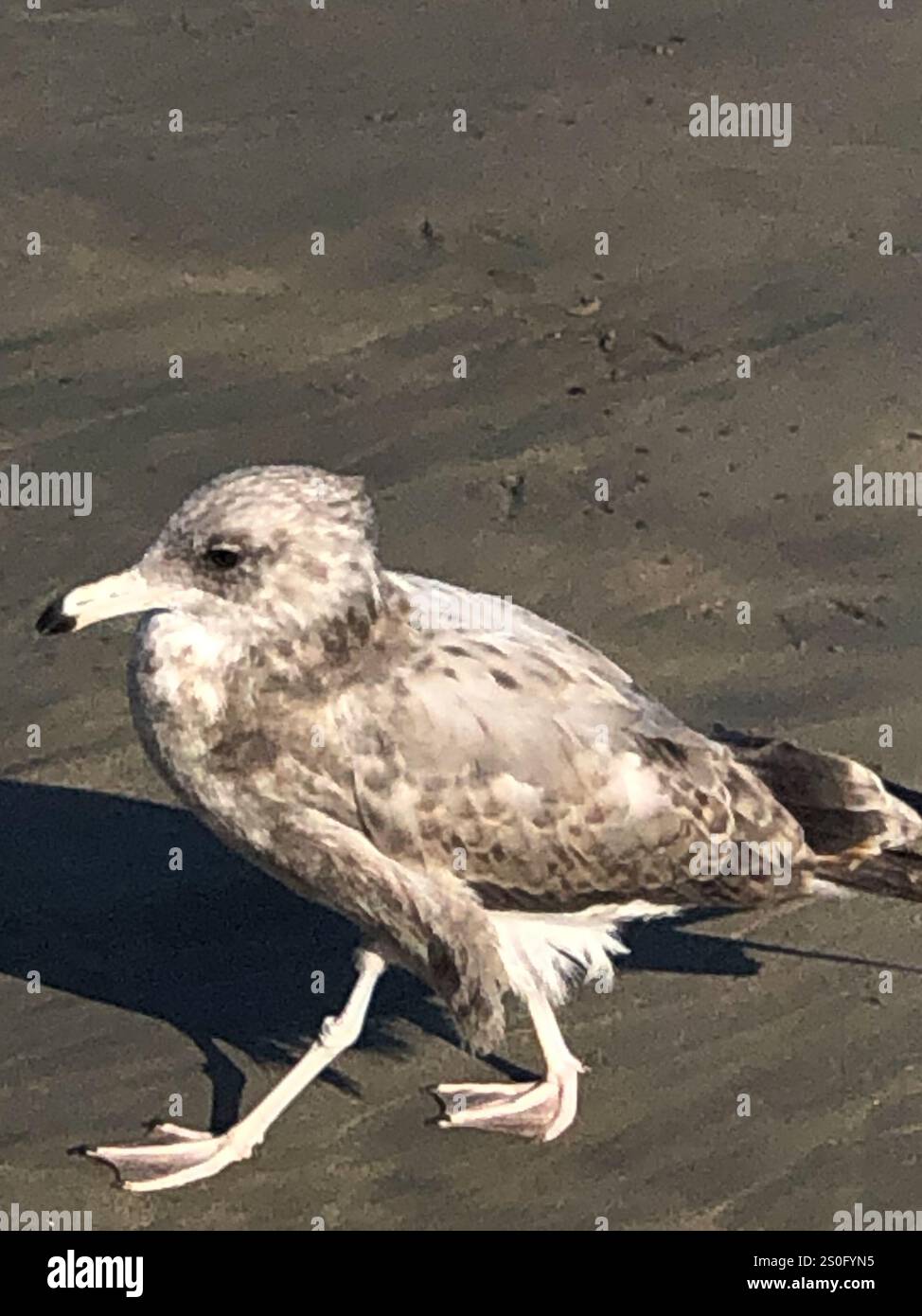 California Gull (Larus californicus Stock Photo - Alamy