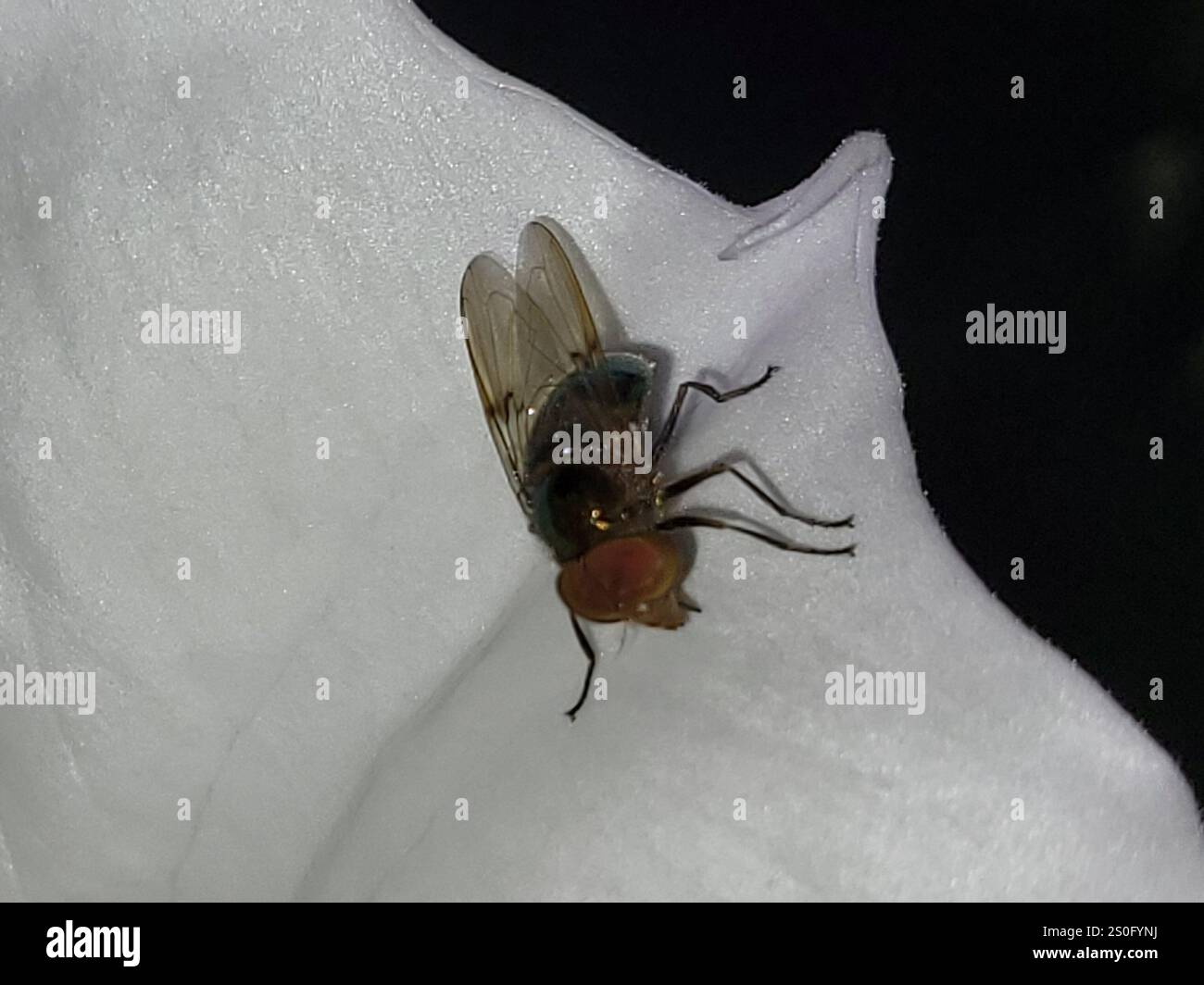 Iridescent Bromeliad Fly (Copestylum vesicularium Stock Photo - Alamy