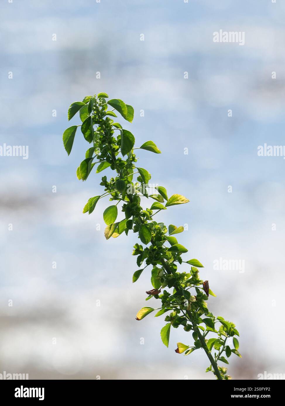 Indian Acalypha (Acalypha indica Stock Photo - Alamy
