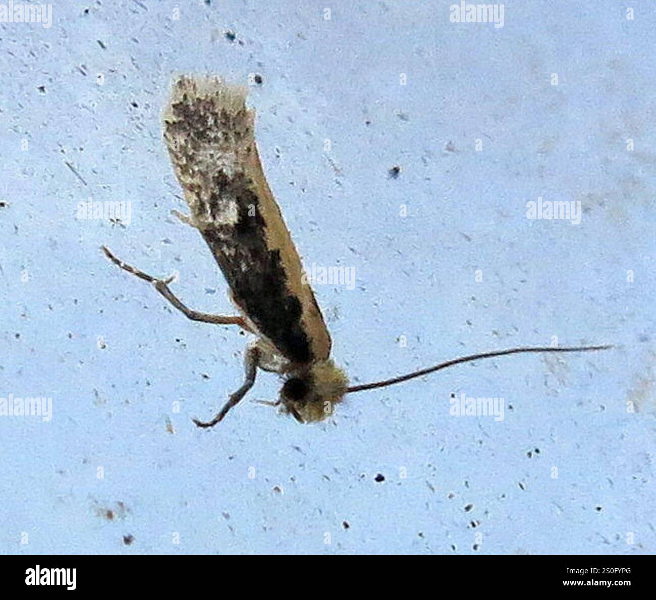 Bird Nest Moth (Monopis crocicapitella Stock Photo - Alamy