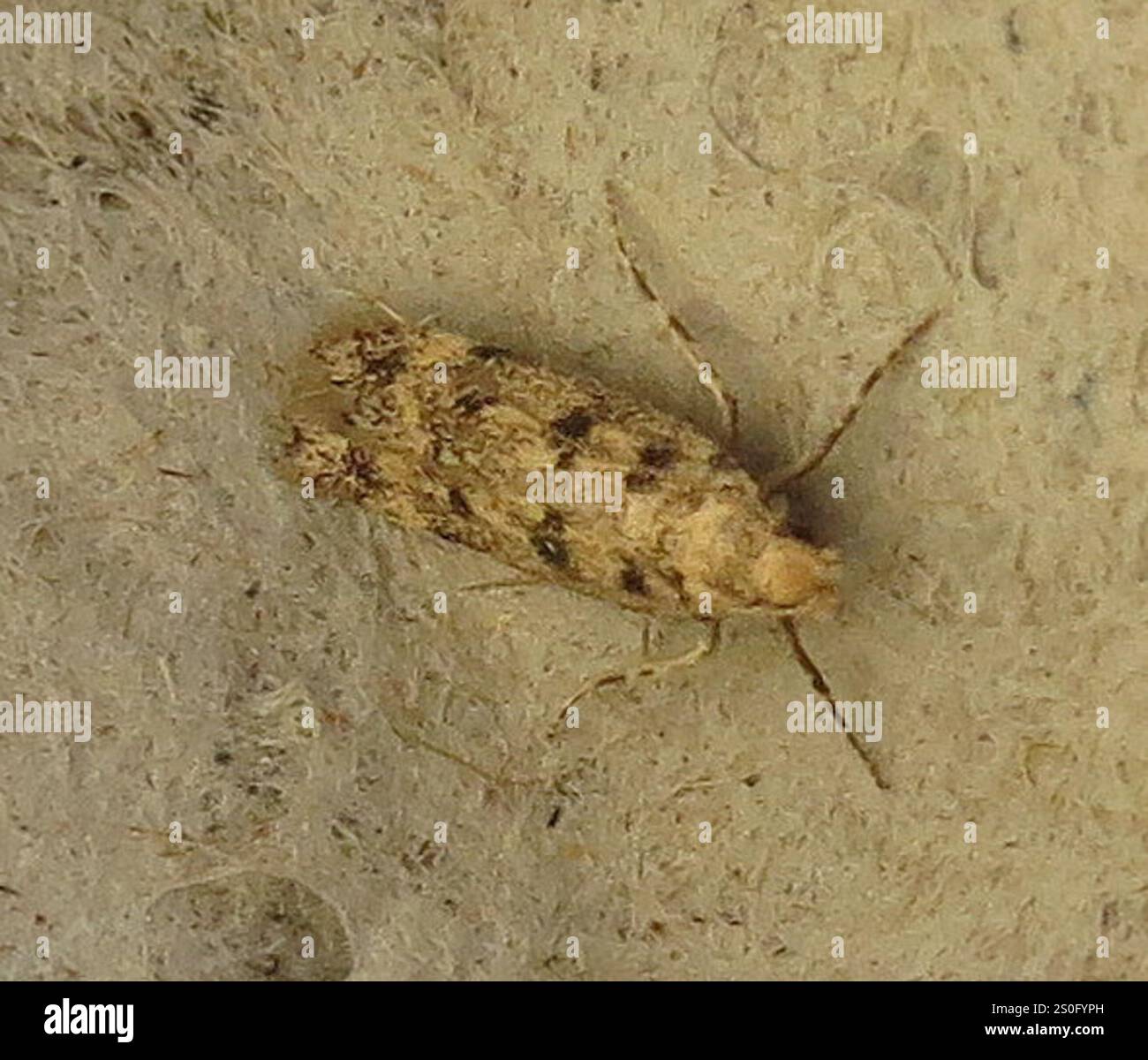 house neb (Bryotropha domestica Stock Photo - Alamy