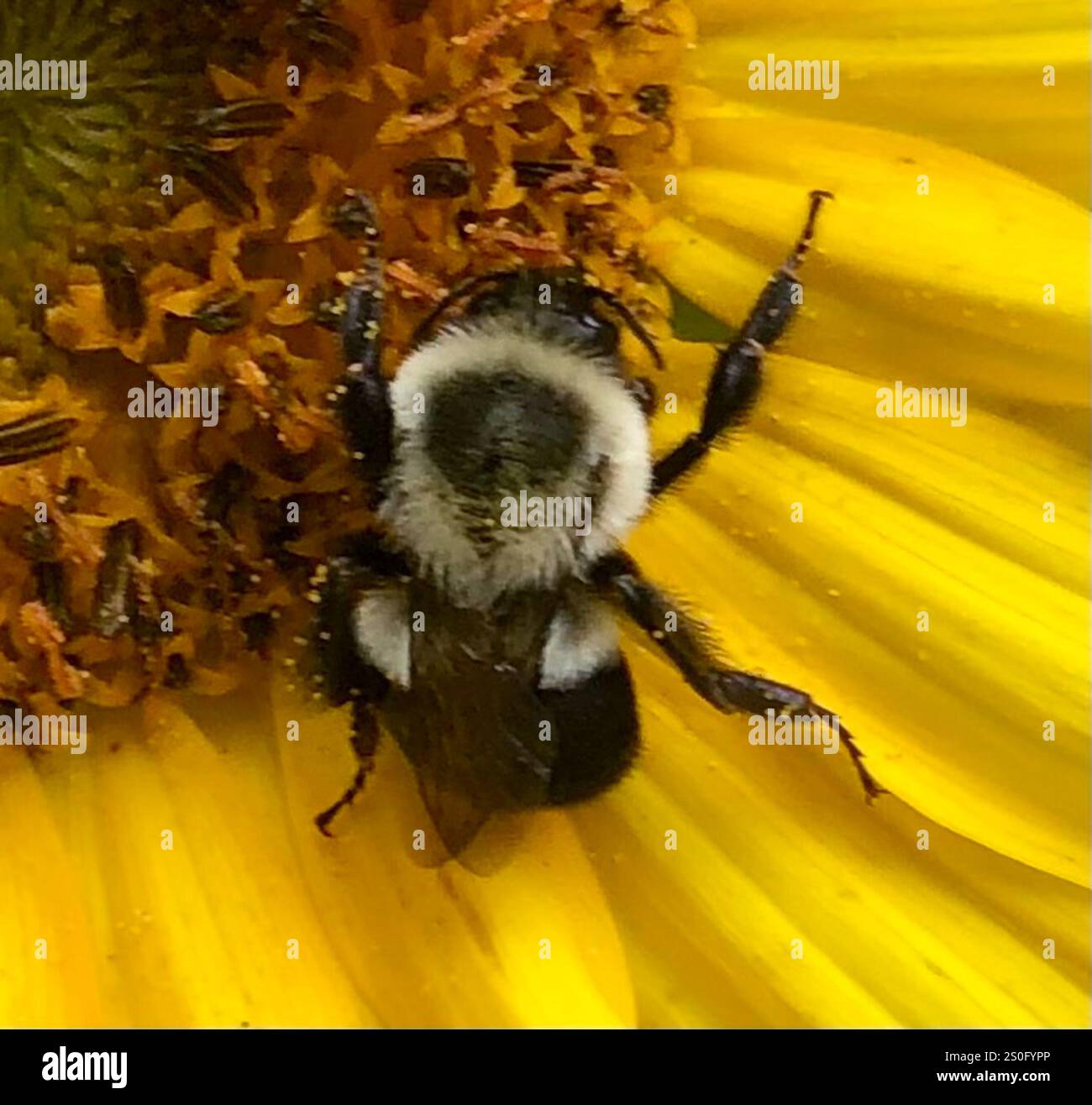 Common Eastern Bumble Bee (Bombus impatiens Stock Photo - Alamy