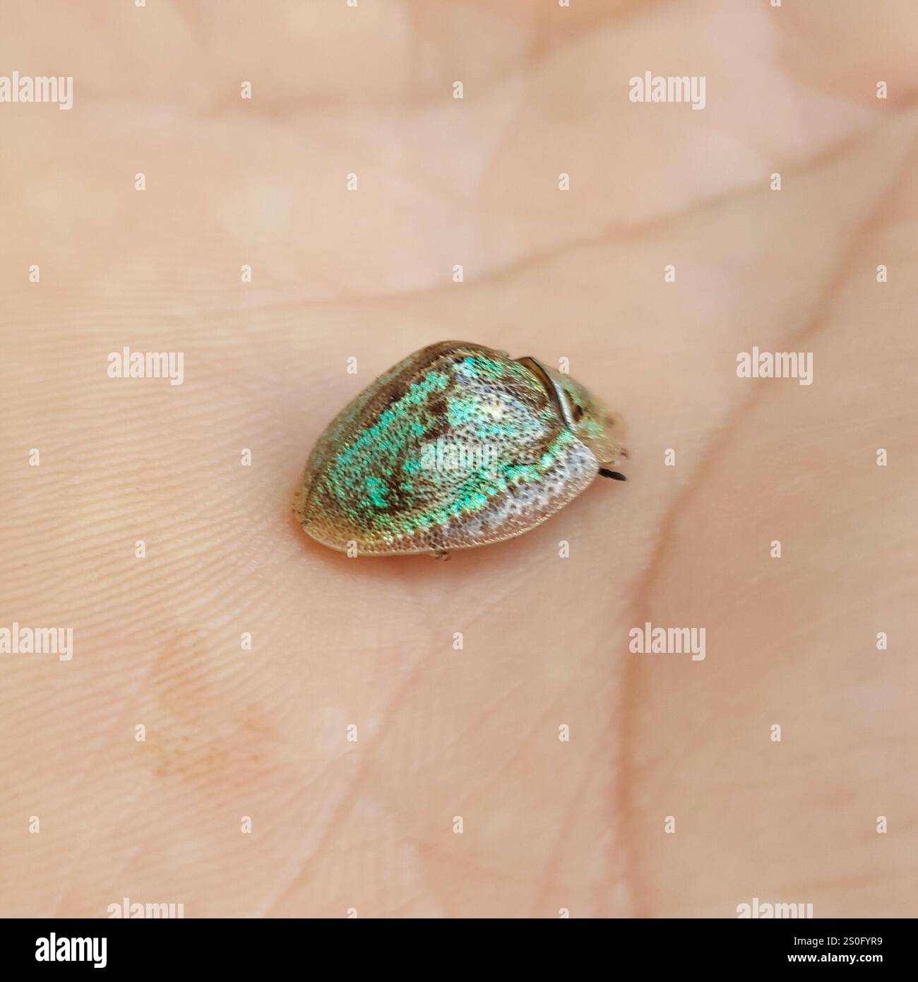 Wild Olive Tortoise Beetle (Physonota alutacea Stock Photo - Alamy