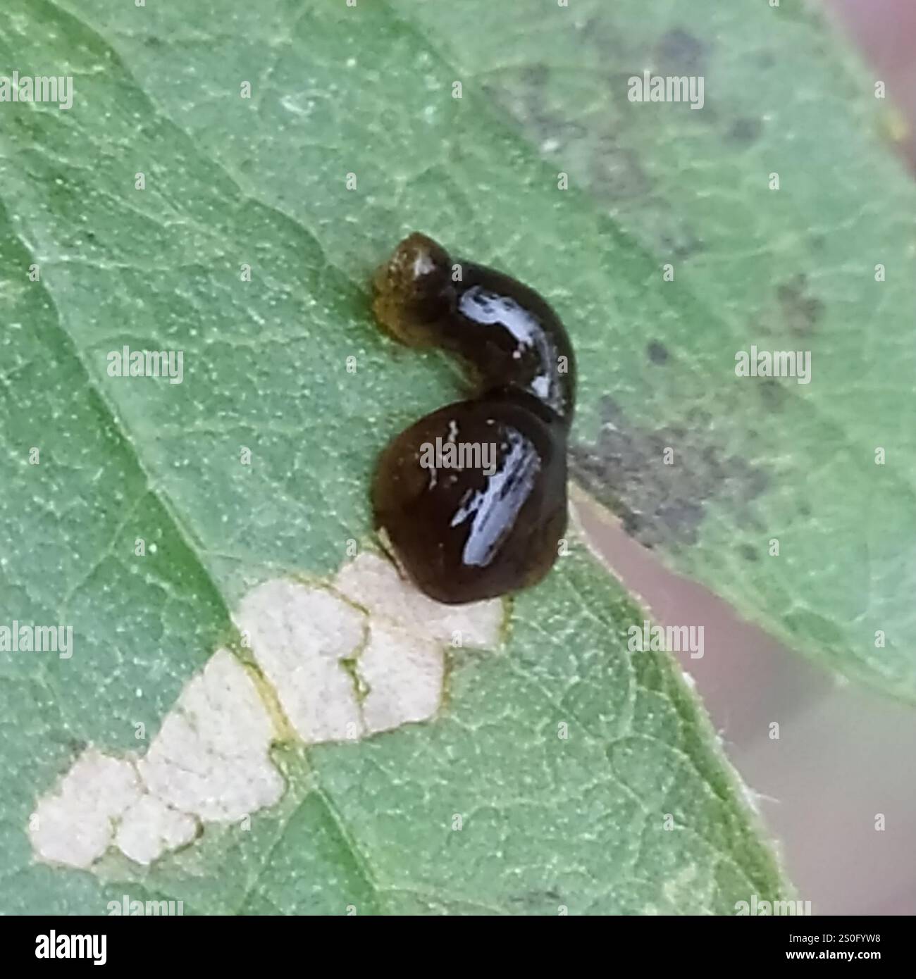 Cherry Slug Sawfly (Caliroa cerasi Stock Photo - Alamy