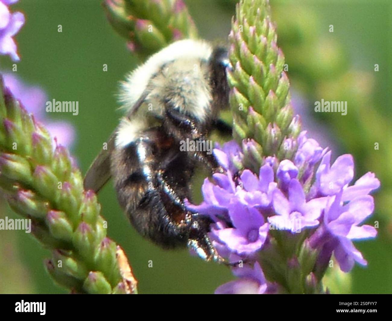 Common Eastern Bumble Bee (Bombus impatiens Stock Photo - Alamy