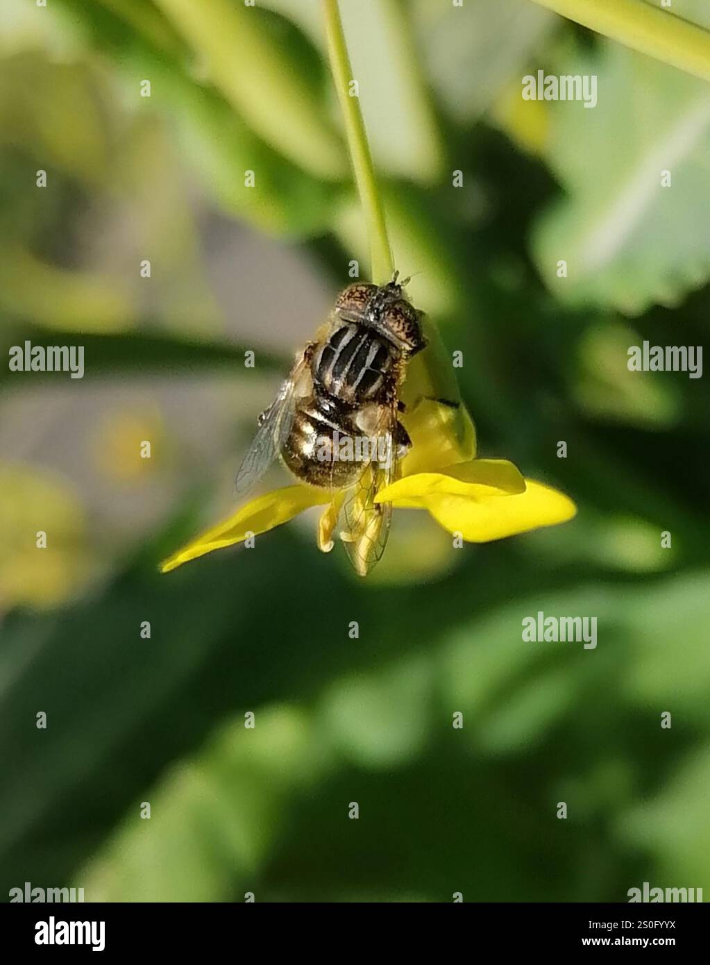 Common Lagoon Fly (Eristalinus aeneus Stock Photo - Alamy
