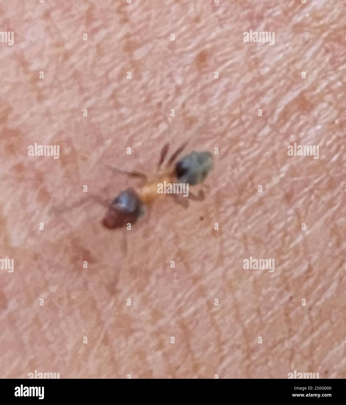 Western Velvety Tree Ant (Liometopum occidentale Stock Photo - Alamy