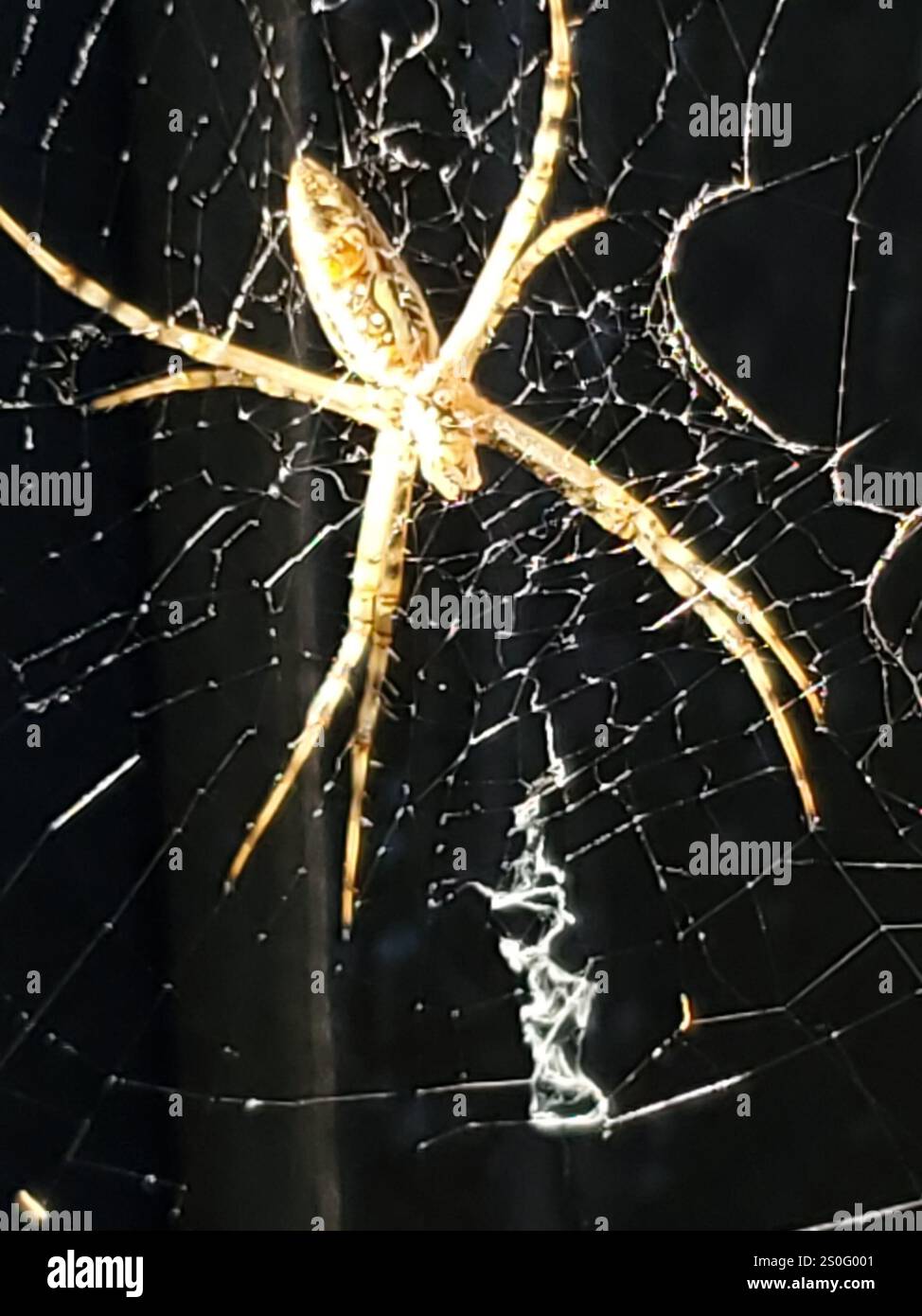 Banded Garden Spider (Argiope trifasciata Stock Photo - Alamy
