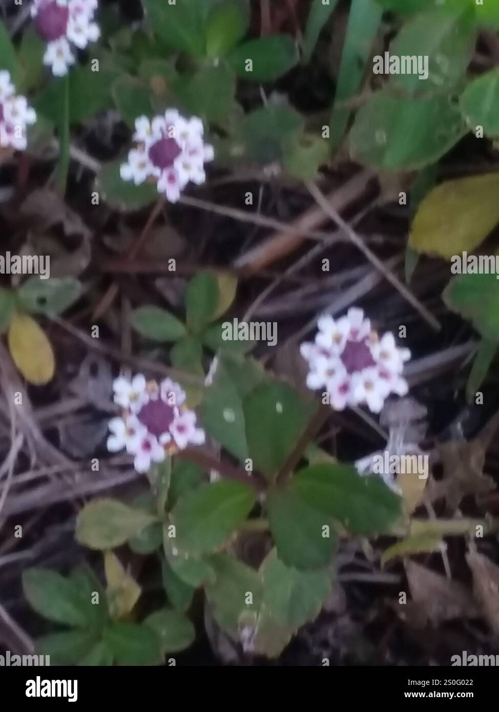 turkey tangle frogfruit (Phyla nodiflora Stock Photo - Alamy