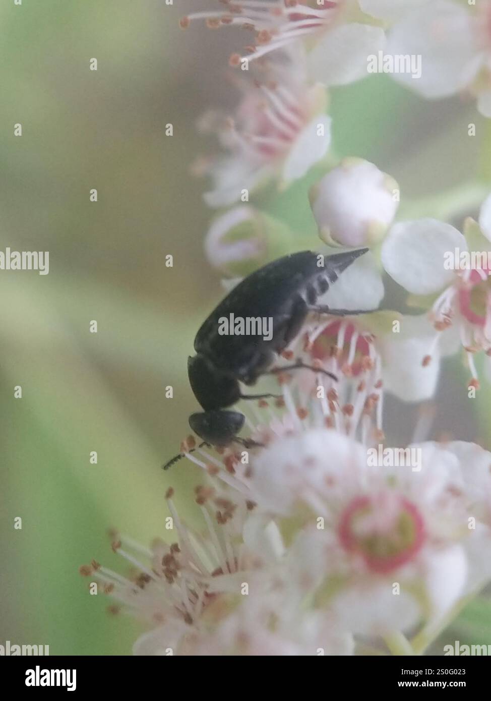 Tumbling Ragdoll (Mordella marginata Stock Photo - Alamy