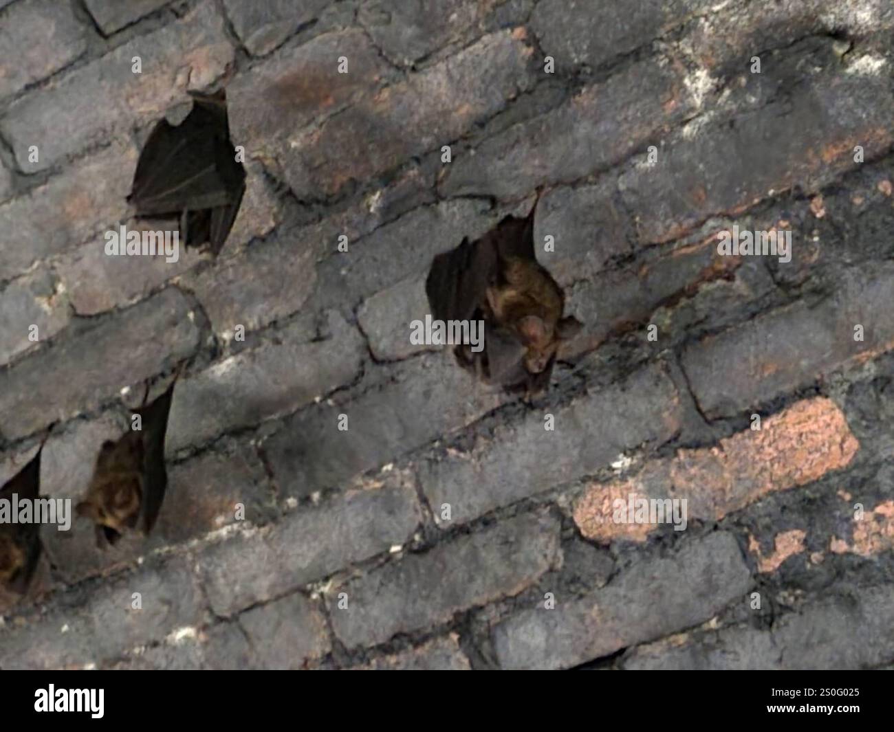 Roundleaf bats hi-res stock photography and images - Alamy