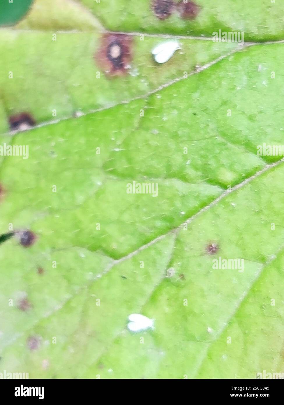 Greenhouse Whitefly (Trialeurodes vaporariorum Stock Photo - Alamy