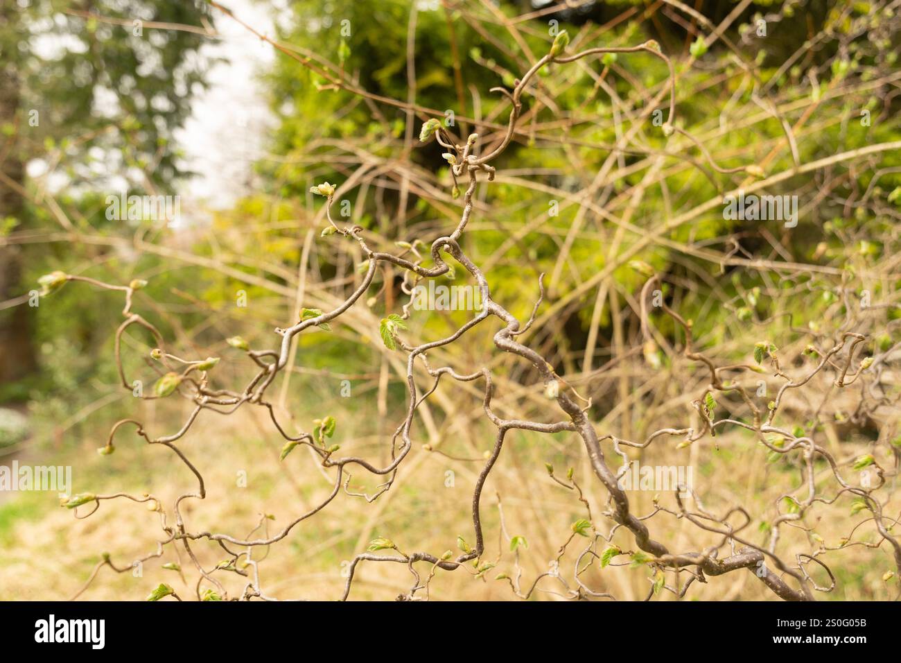 Zurich, Switzerland, March 30, 2024 Corylus Avellana or common hazel ...
