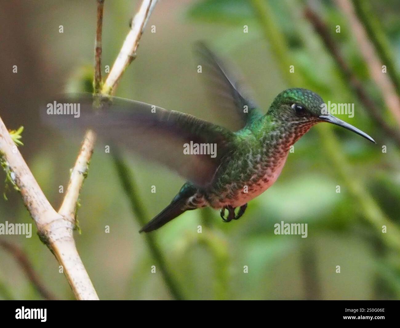 Many-spotted Hummingbird (Taphrospilus hypostictus Stock Photo - Alamy