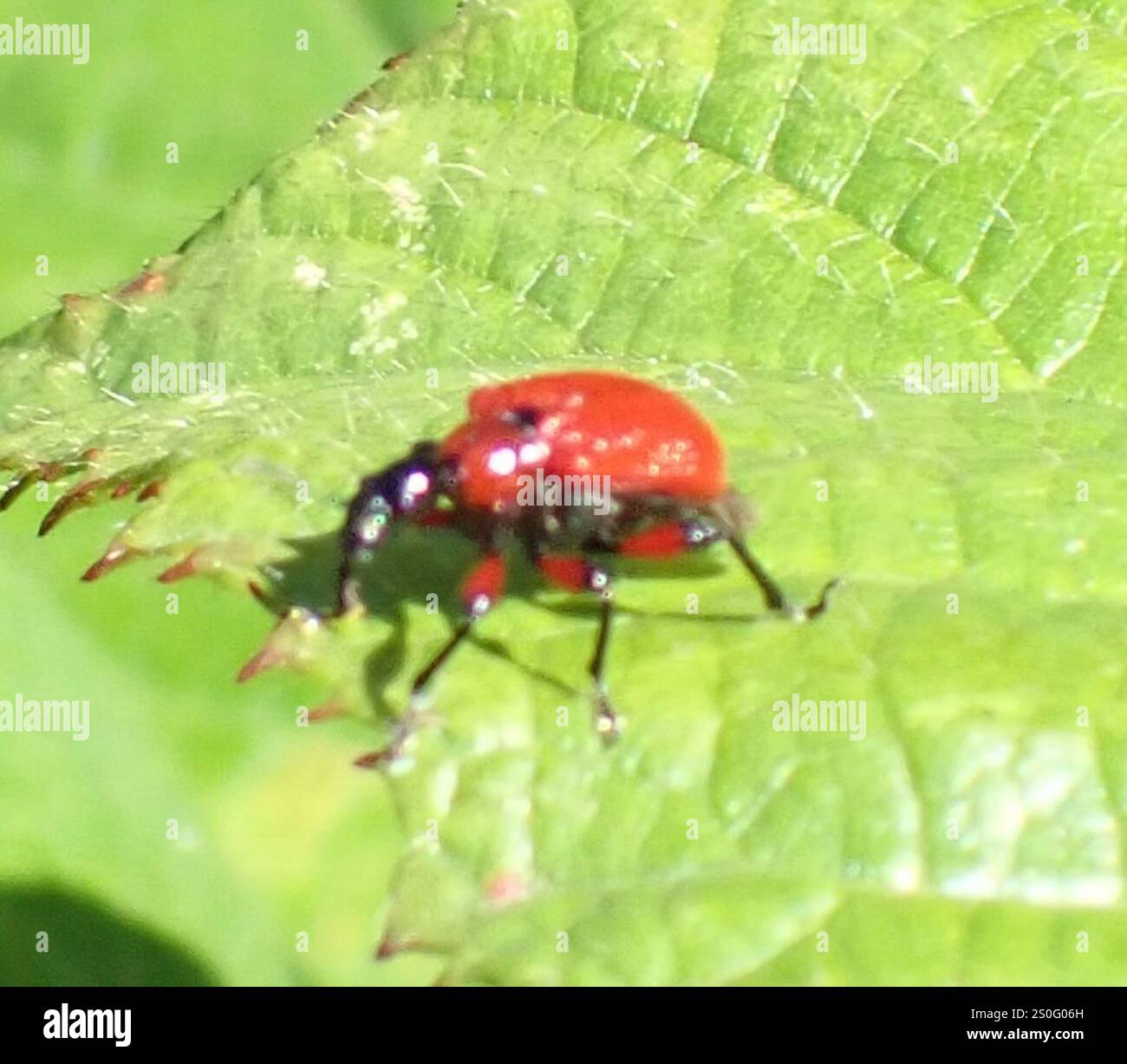 Hazel leaf-roller weevil (Apoderus coryli Stock Photo - Alamy