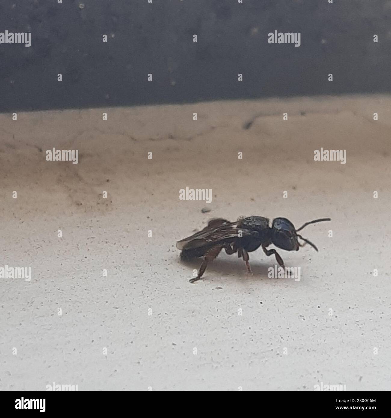 Stingless Bees (Meliponini Stock Photo - Alamy
