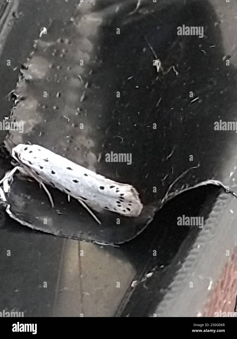 Small Ermine Moths (Yponomeuta Stock Photo - Alamy