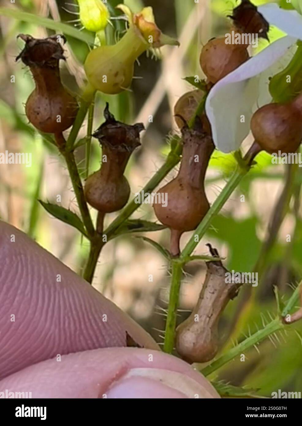 Maryland meadowbeauty (Rhexia mariana Stock Photo - Alamy