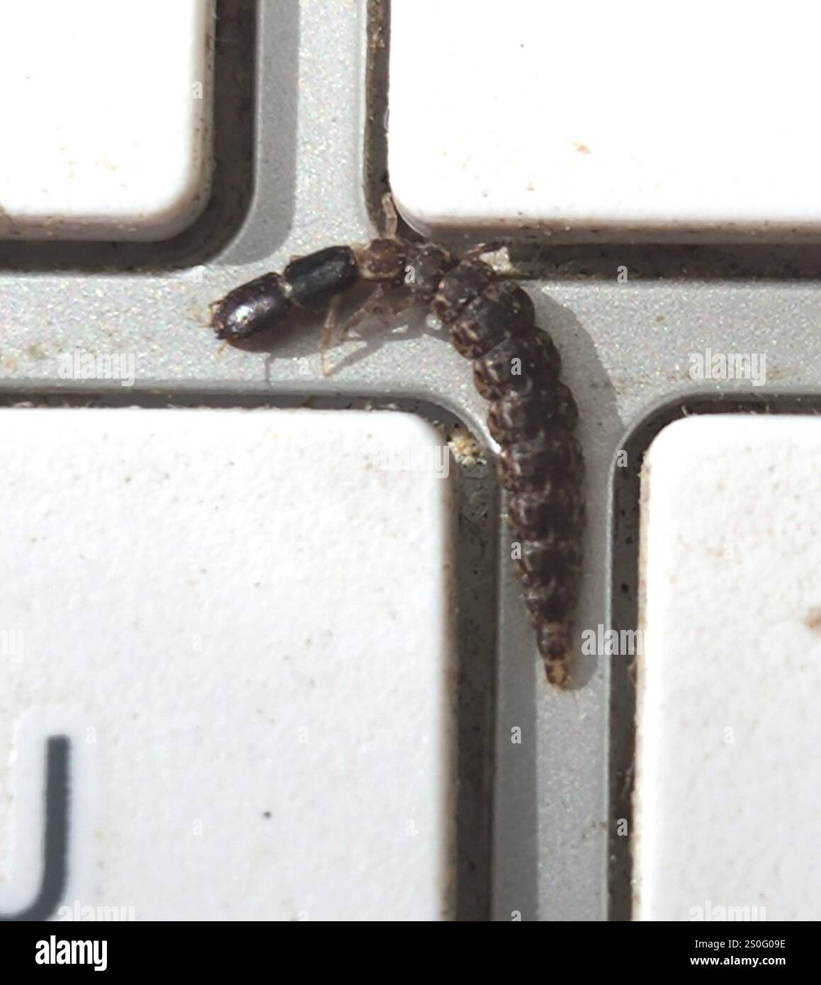 Raphidiid Snakeflies (Raphidiidae Stock Photo - Alamy