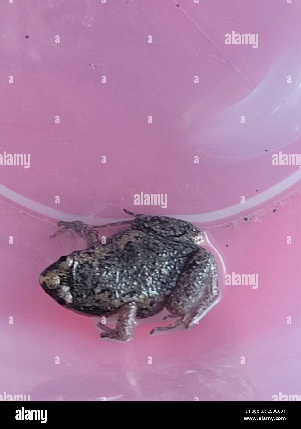 Eastern Narrow-mouthed Toad (Gastrophryne carolinensis Stock Photo - Alamy