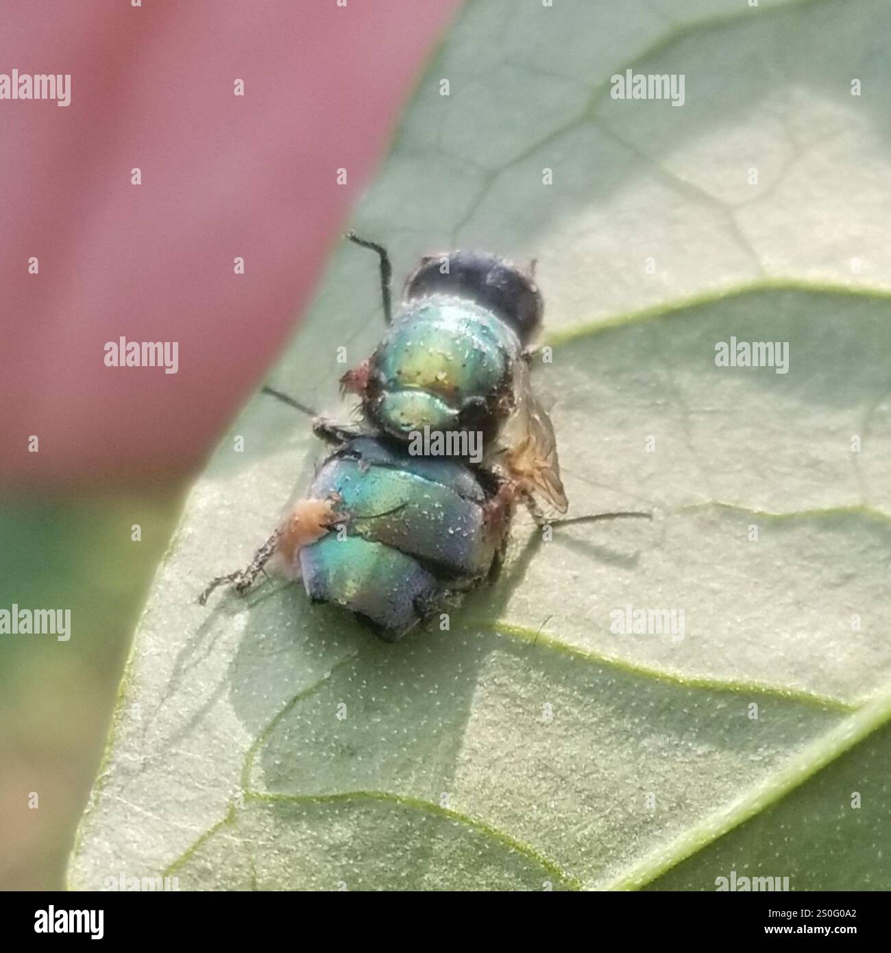 Fly Death Fungi (Entomophthora muscae Stock Photo - Alamy