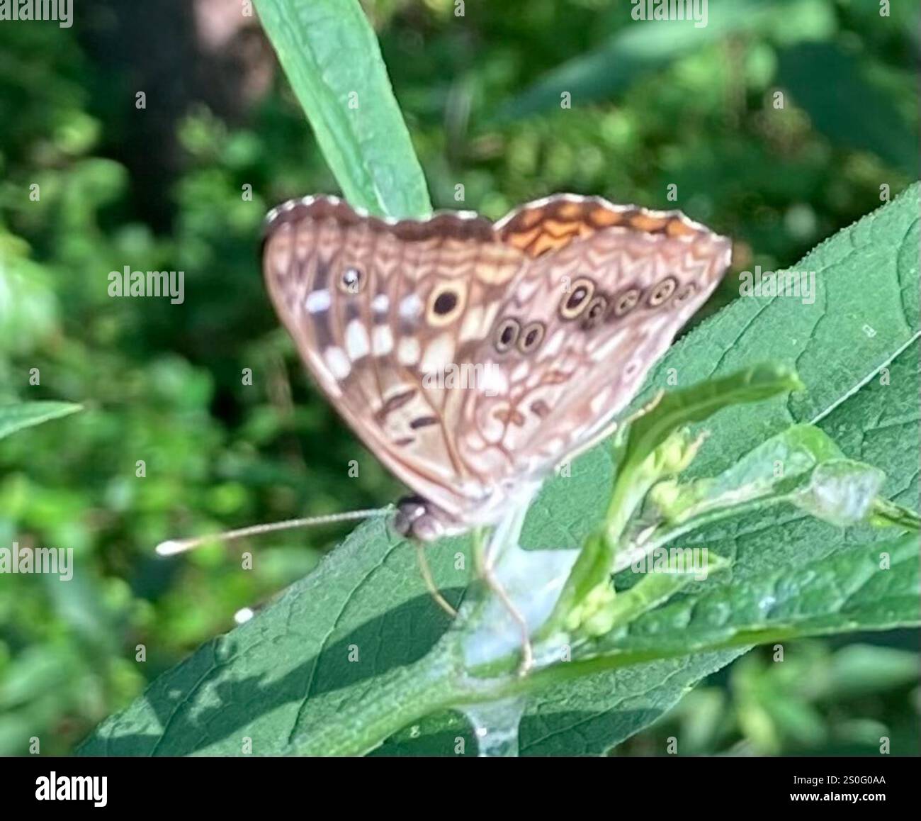 Hackberry Emperor (Asterocampa celtis Stock Photo - Alamy