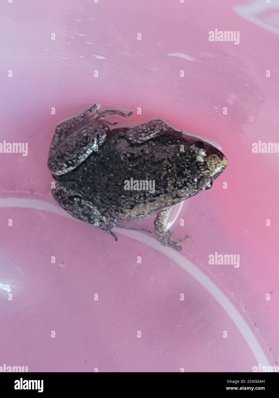 Eastern Narrow-mouthed Toad (Gastrophryne carolinensis Stock Photo - Alamy