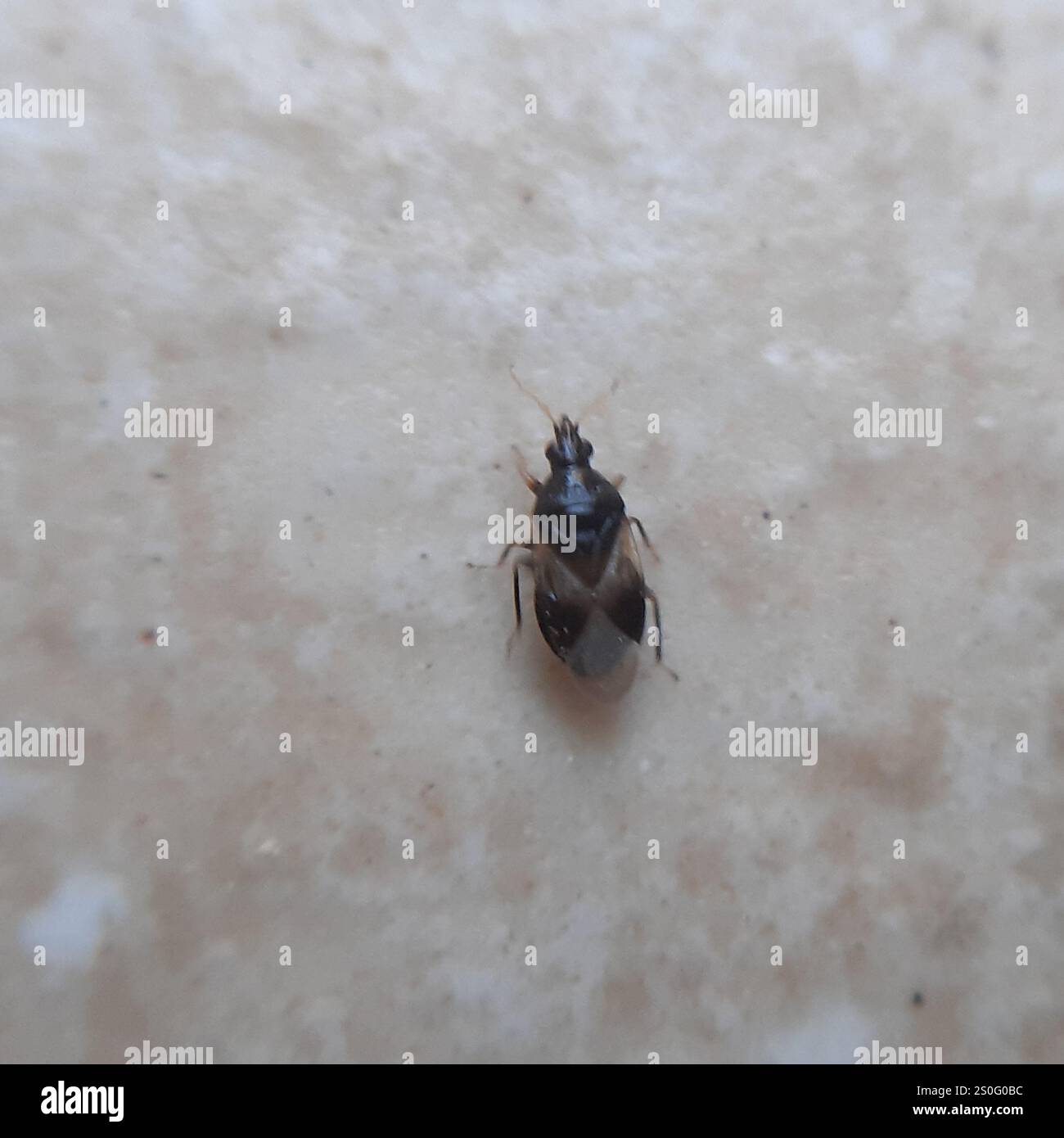 Minute pirate bugs (Anthocoridae Stock Photo - Alamy