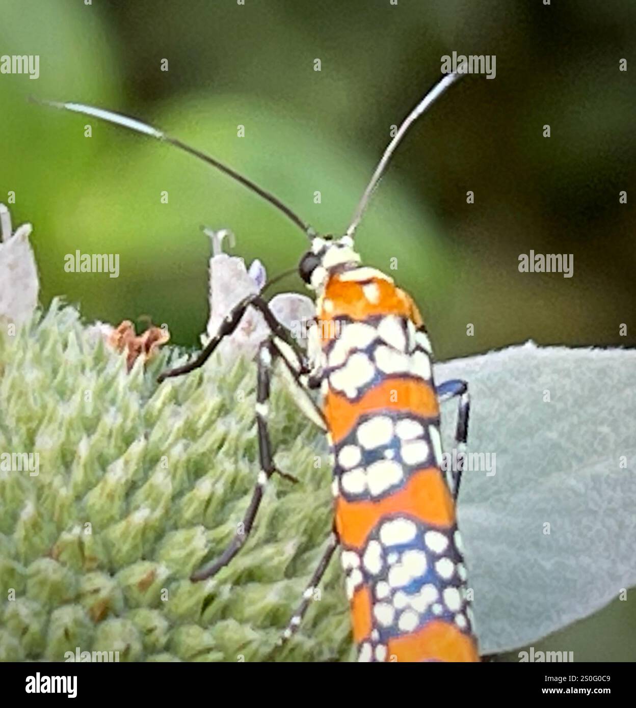 Ailanthus Webworm Moth (Atteva aurea Stock Photo - Alamy