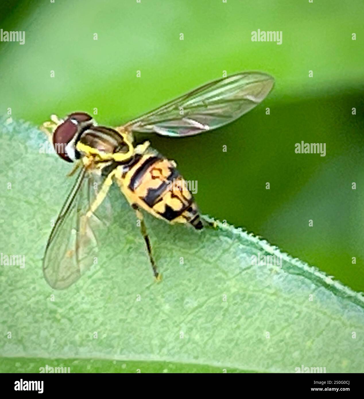 Eastern Calligrapher (Toxomerus geminatus Stock Photo - Alamy