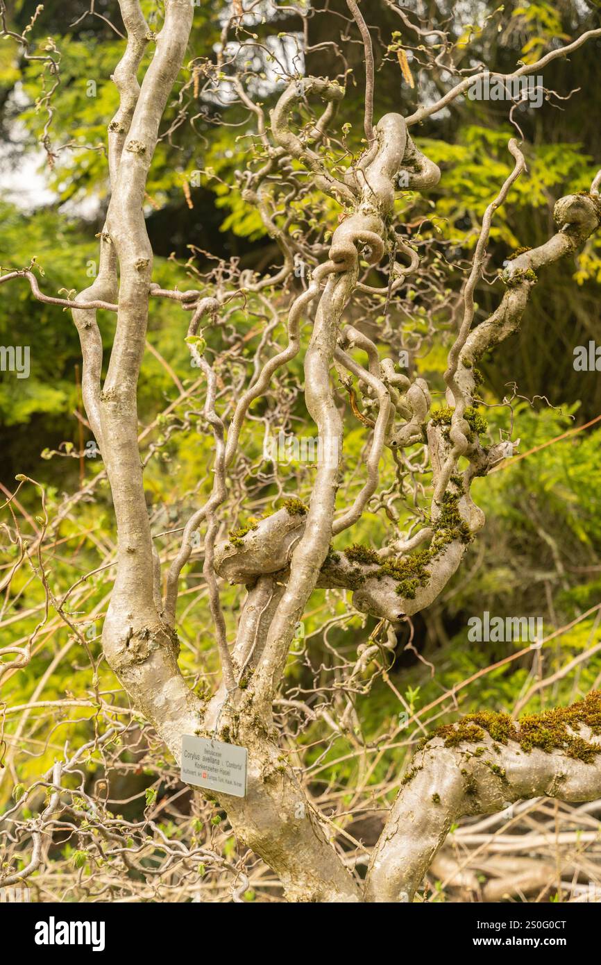Zurich, Switzerland, March 30, 2024 Corylus Avellana or common hazel ...