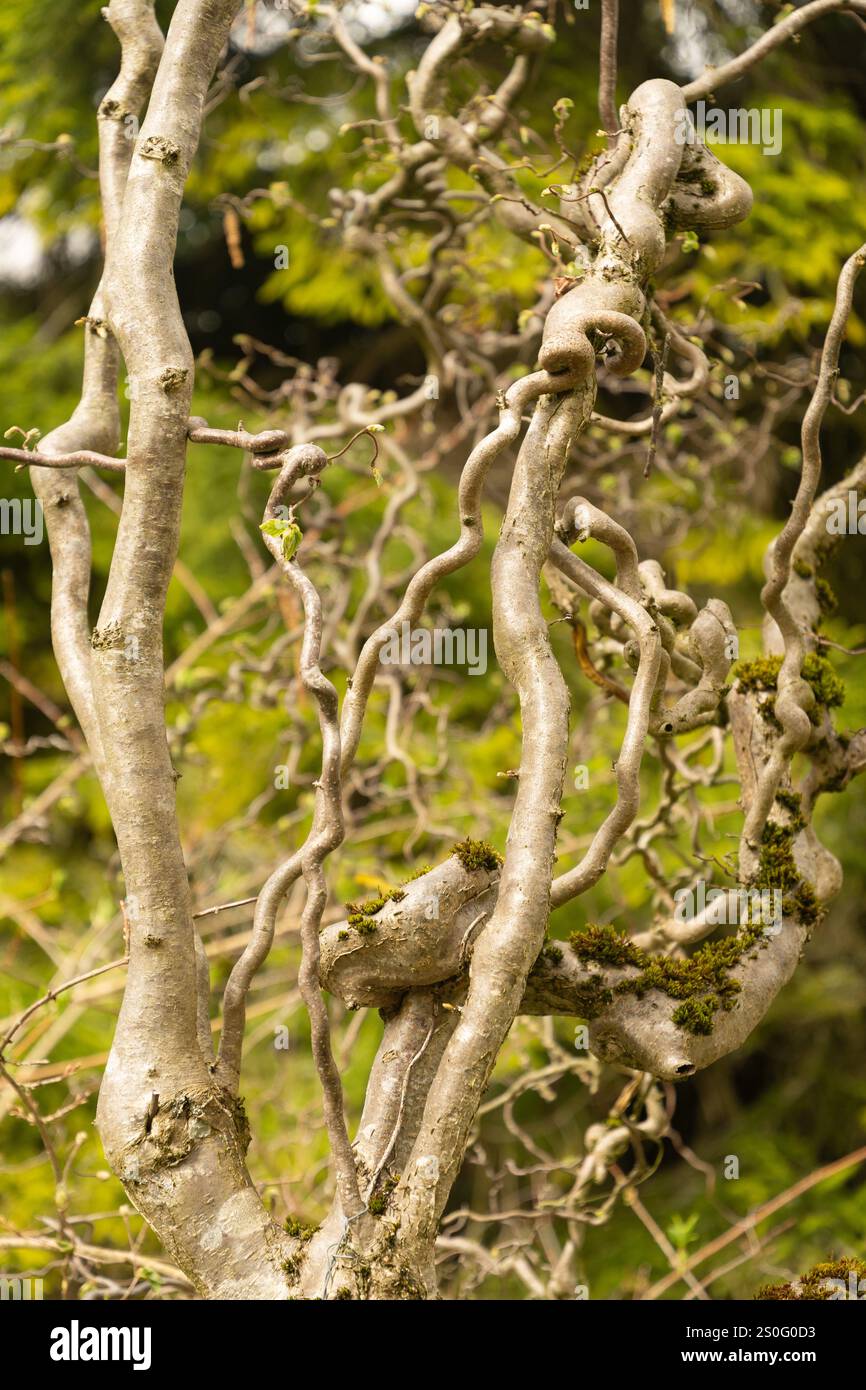 Zurich, Switzerland, March 30, 2024 Corylus Avellana or common hazel ...