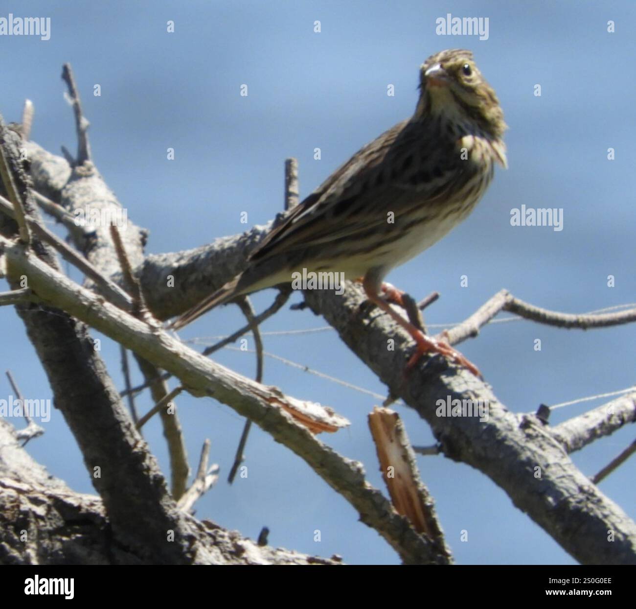 Savannah Sparrow (Passerculus sandwichensis Stock Photo - Alamy