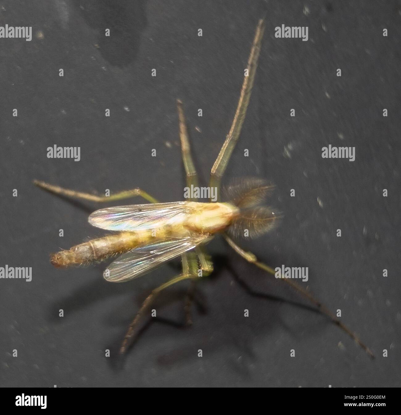 Non-biting Midges (Chironomidae Stock Photo - Alamy