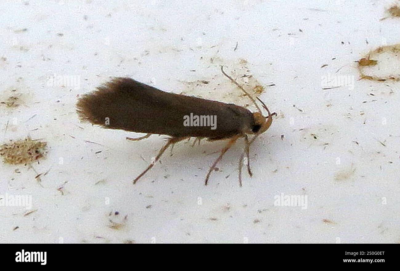 Golden-brown Tubic (Crassa unitella Stock Photo - Alamy