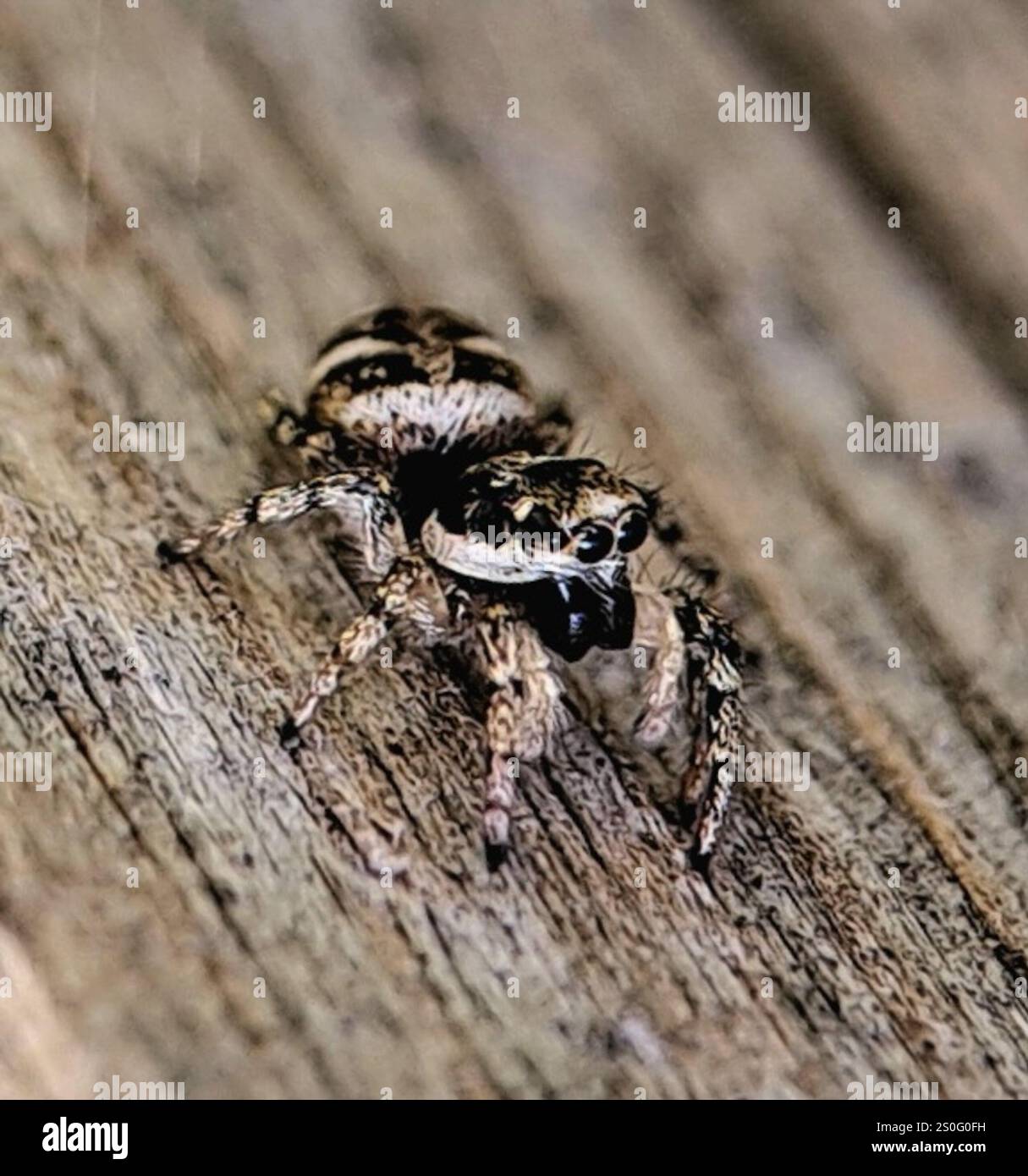 Zebra Jumping Spider (Salticus scenicus Stock Photo - Alamy