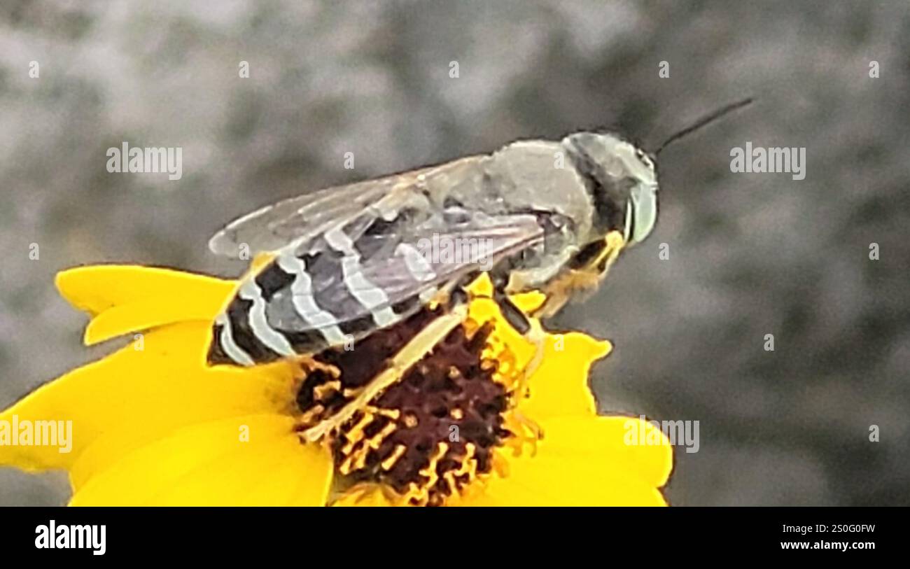 American Sand Wasp (Bembix americana Stock Photo - Alamy