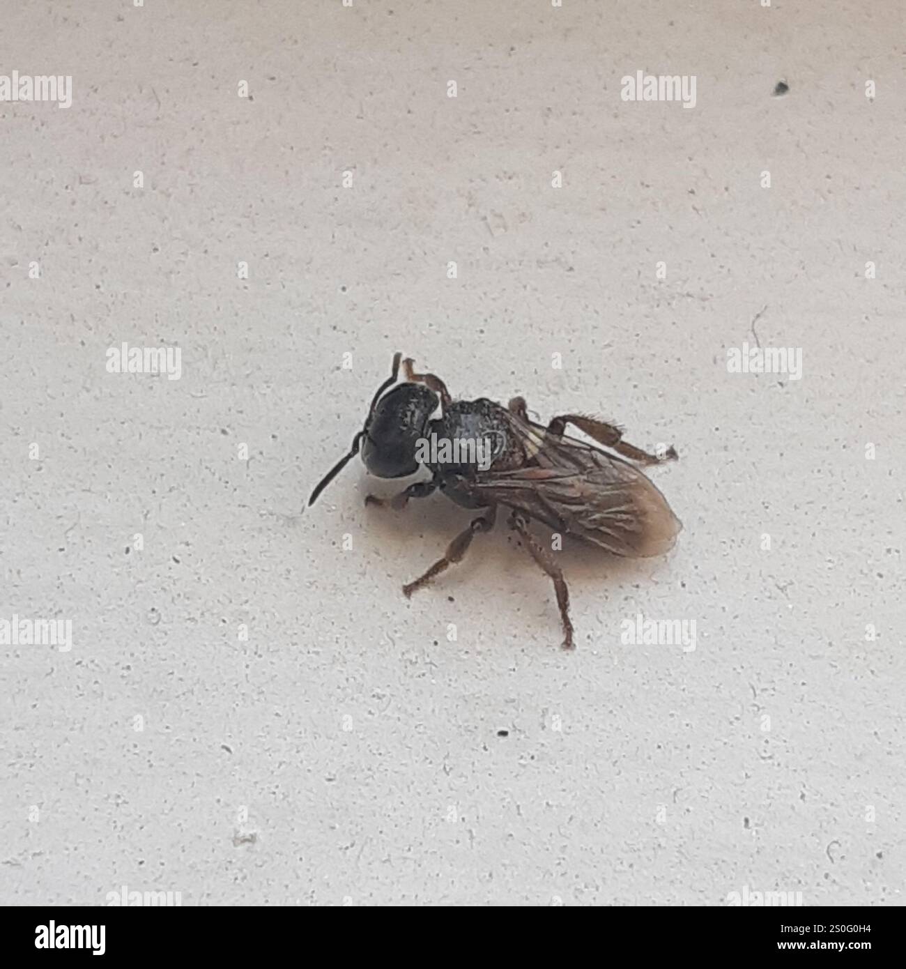 Stingless Bees (Meliponini Stock Photo - Alamy