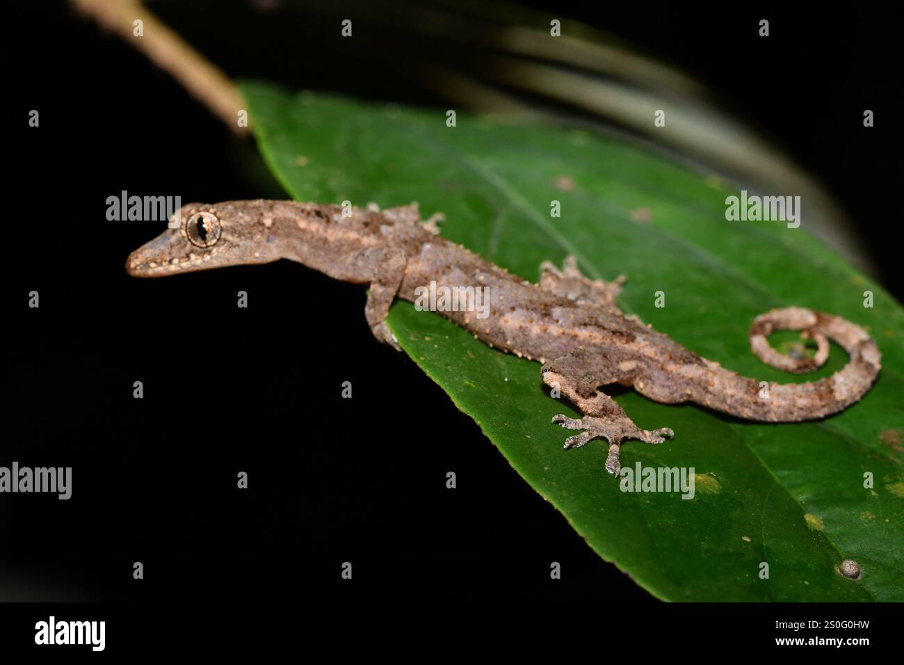 Slender Forest Gecko (Hemidactylus ansorgii Stock Photo - Alamy
