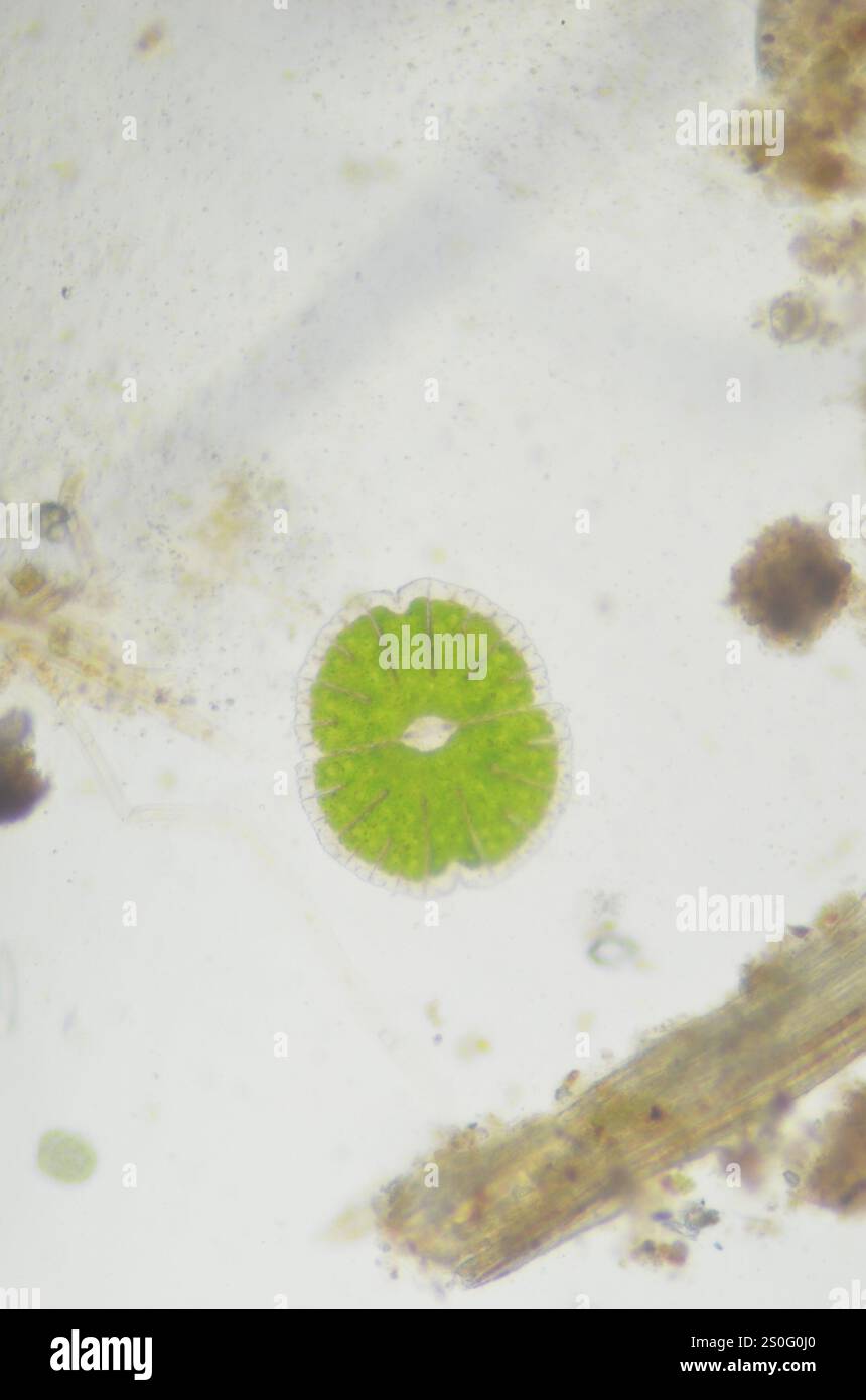 Micrasterias hi-res stock photography and images - Alamy