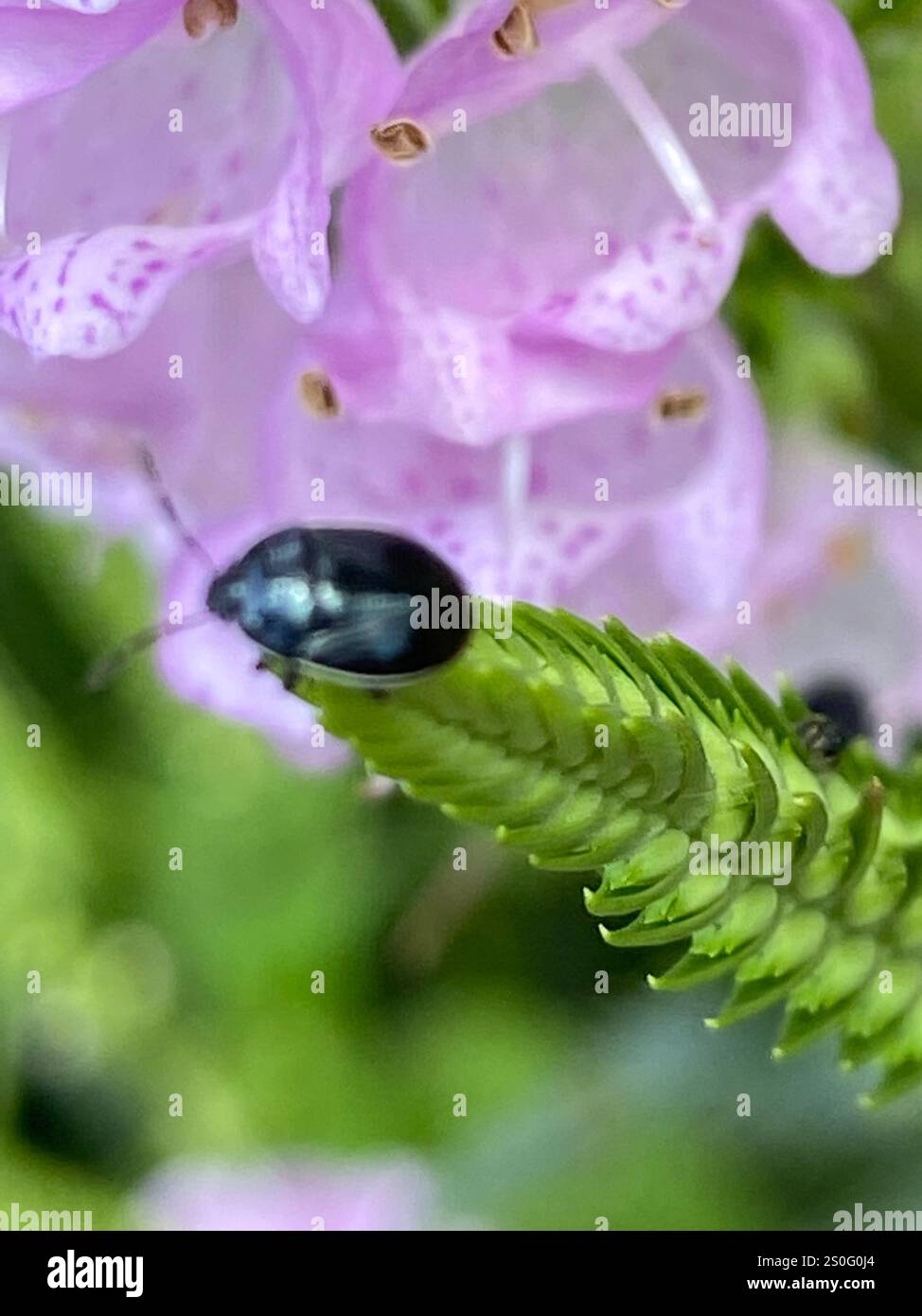 White-margined Burrower Bug (Sehirus cinctus Stock Photo - Alamy