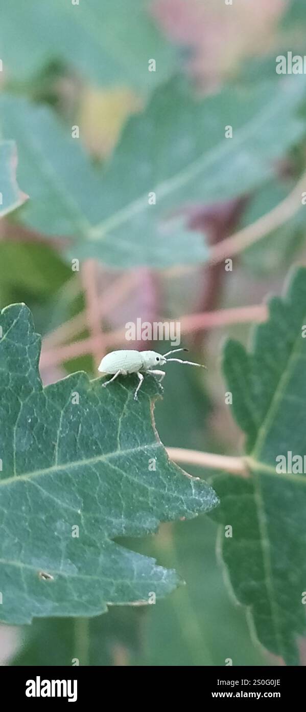 Oriental Broad-nosed Weevils (Cyphicerini Stock Photo - Alamy