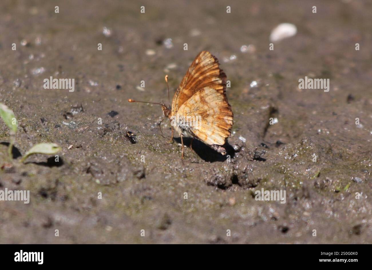 Field Crescent (Phyciodes pulchella Stock Photo - Alamy