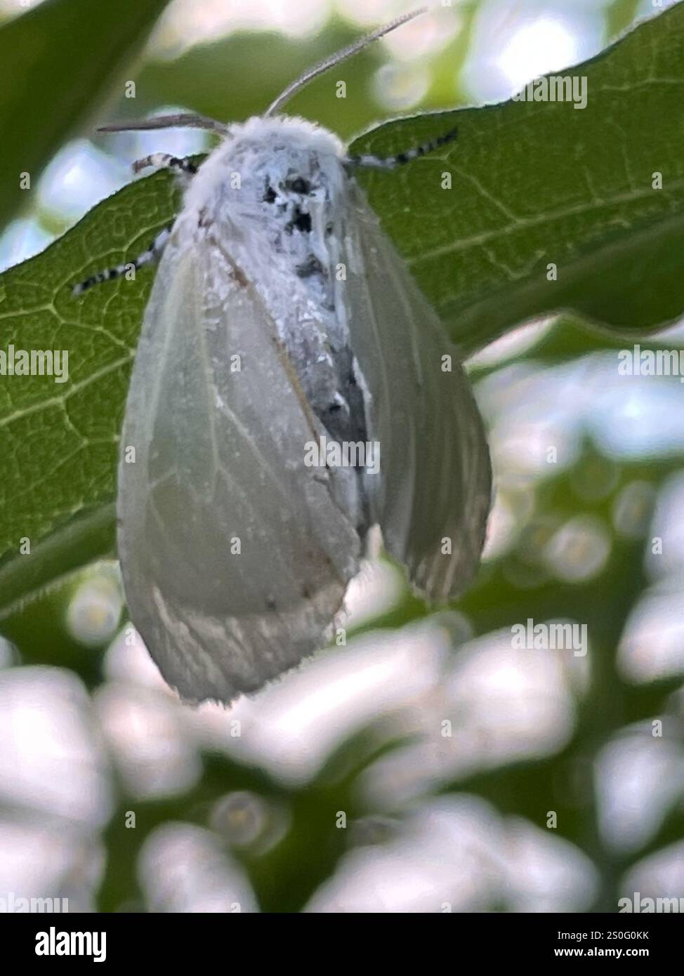 White Satin Moth (Leucoma salicis Stock Photo - Alamy