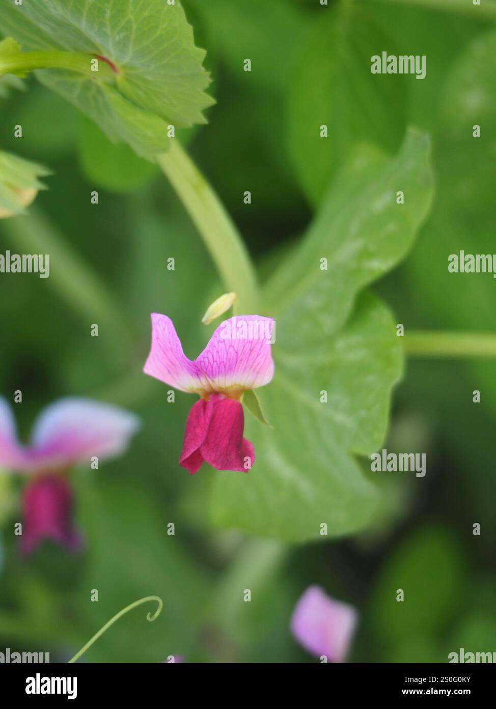 Common Pea (Pisum sativum Stock Photo - Alamy