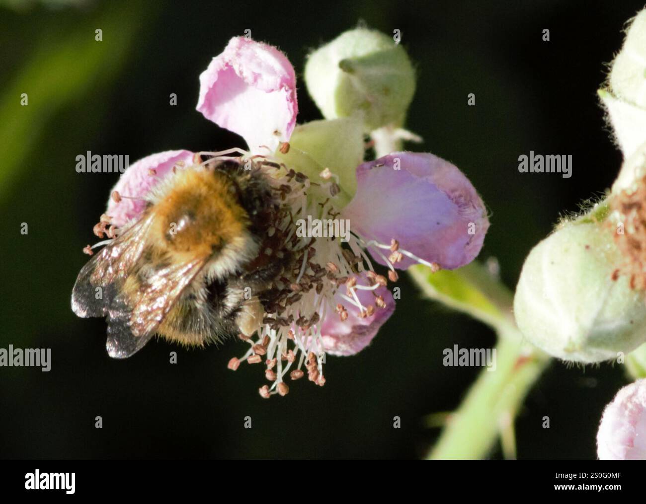 Common Carder Bumble Bee (Bombus pascuorum Stock Photo - Alamy