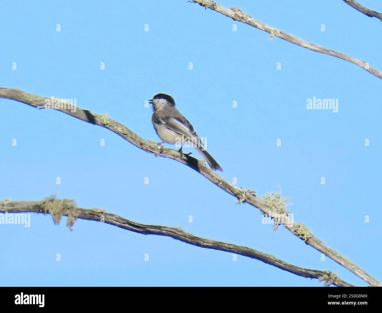 Black-capped Chickadee (Poecile atricapillus Stock Photo - Alamy